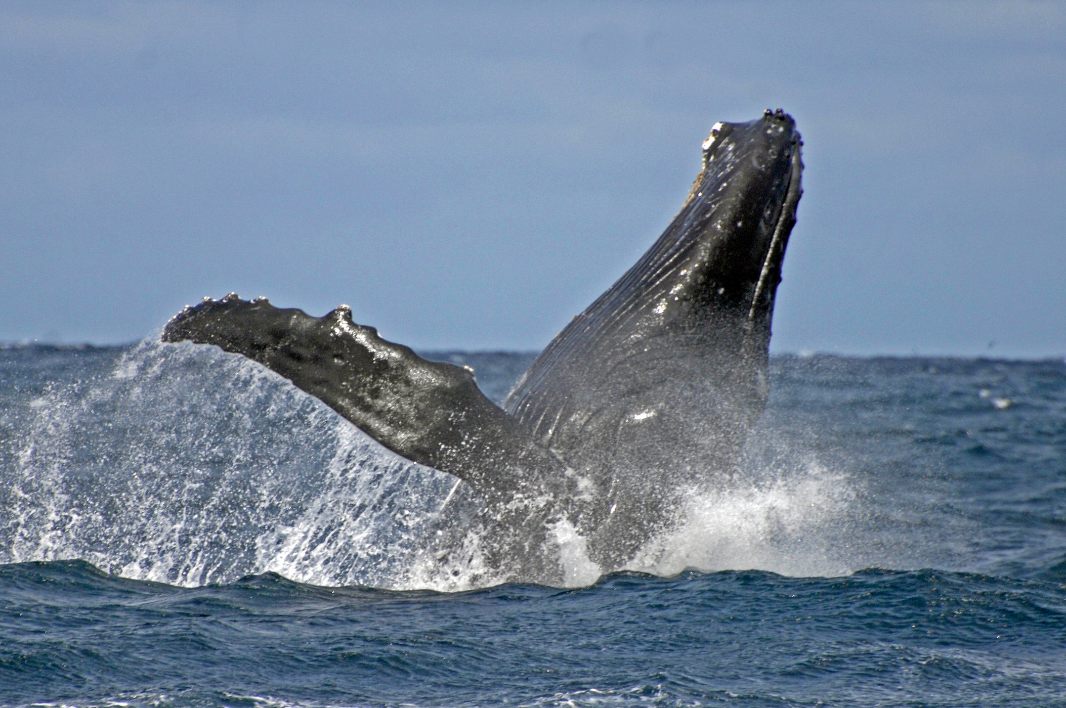 Port Stephens Whale Watching | Colourful Trips